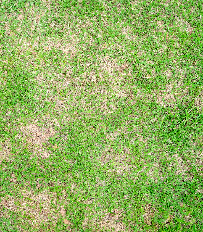 Artificial Turf Installations | West Coast Turfs